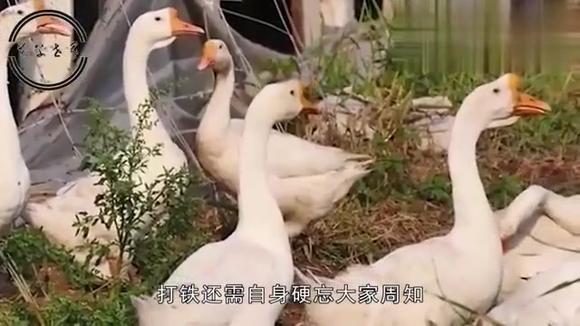 从2018年起,这些畜禽养殖户将被“禁止”如若违规直接“查封”
