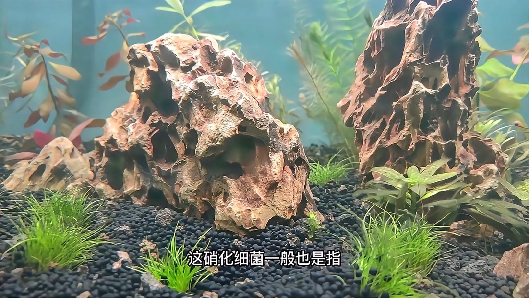 新缸快速培养硝化细菌的方法，不花钱还简单，几天就成型