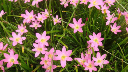 这种花颜色艳丽,而且有一定药用价值!这一点你没有注意到吧?