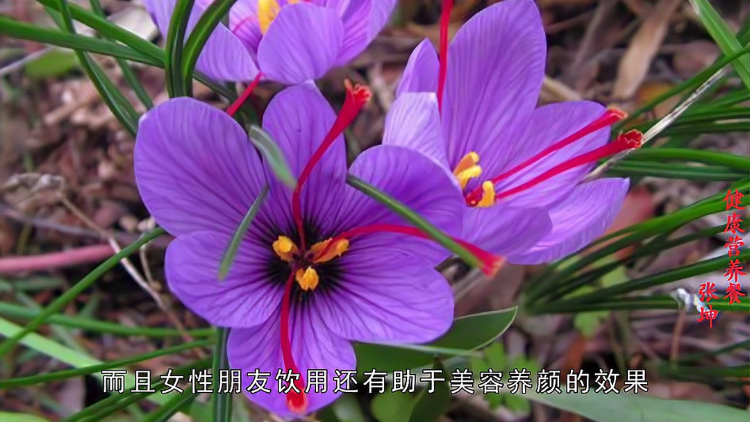 藏红花泡茶的功效你知道吗?带你看看藏红花苗