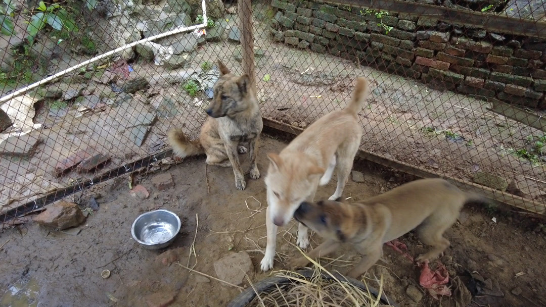 春天到了万物复苏,狗身出现皮肤病,看下是用什么药来预防和治疗