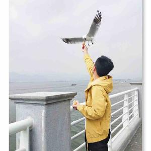 逃不掉的蒲公英 