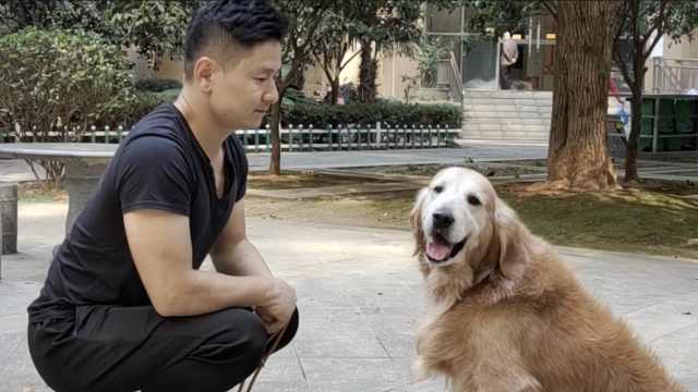 遛弯睡觉拆家!曾救40人搜救犬光荣退役,主人:只想陪它到老