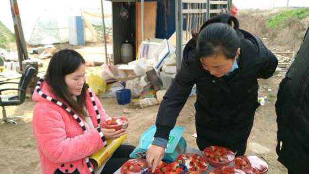 大棚里采摘的新鲜草莓,卖多少钱一斤,看看这个价格贵吗