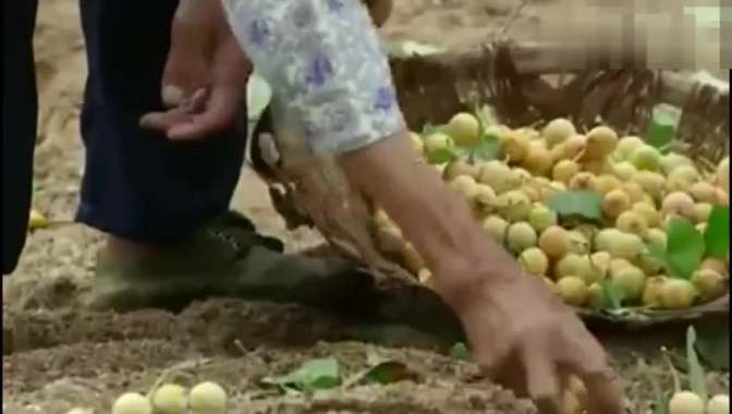 白果有什么功效呢,要怎么吃才是正确的打开方式