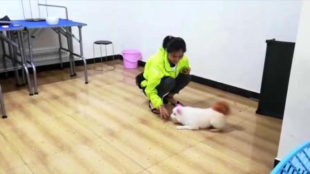 训犬师培训学校哪家好?圣宠训犬师学校