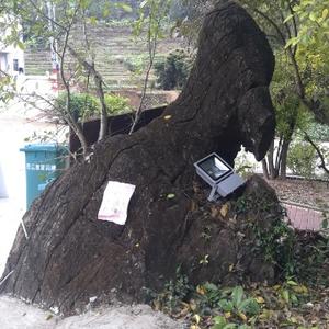 兴化Y解说 