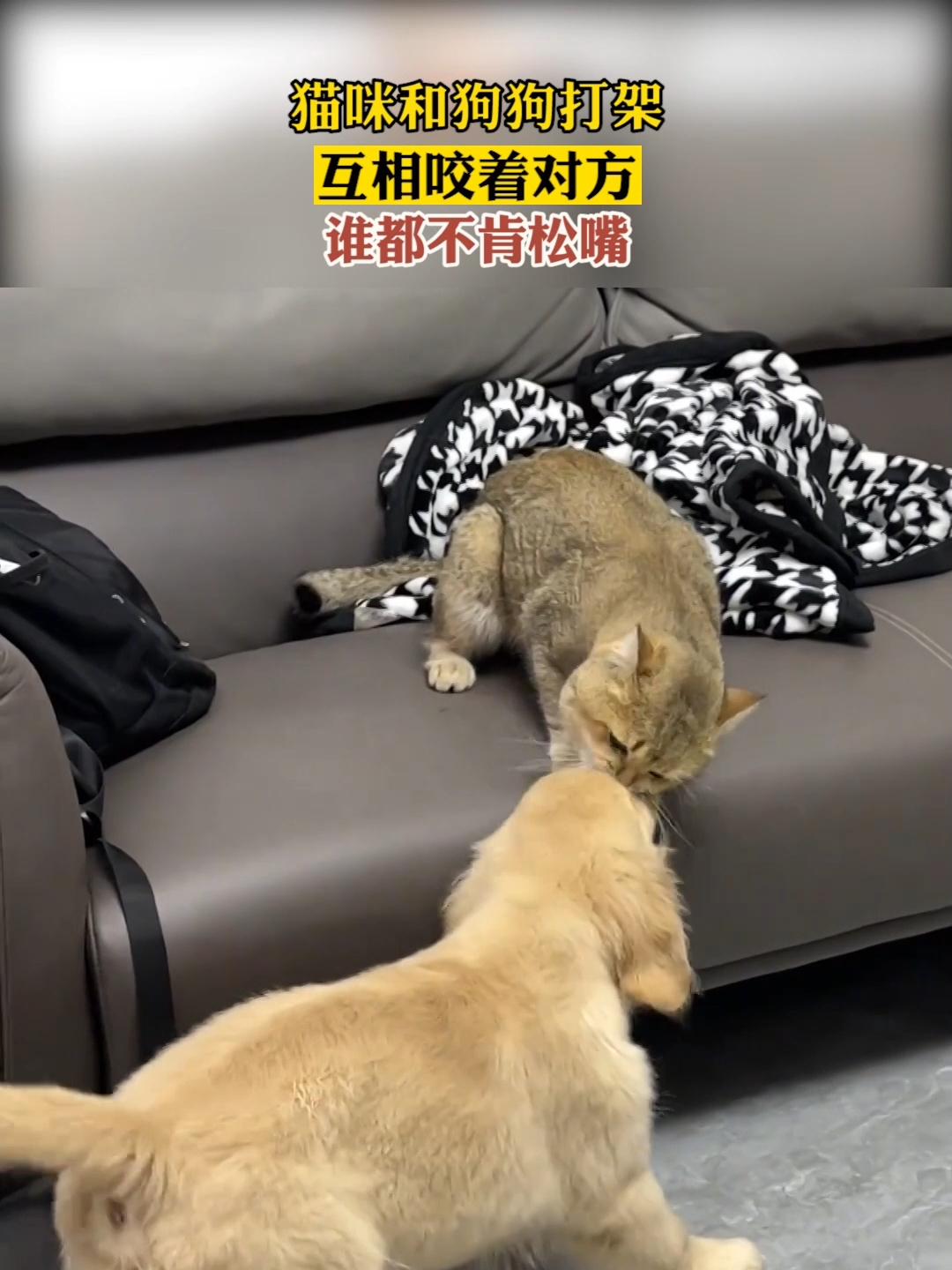 猫咪和狗狗打架,互相咬着对方,谁都不肯松嘴