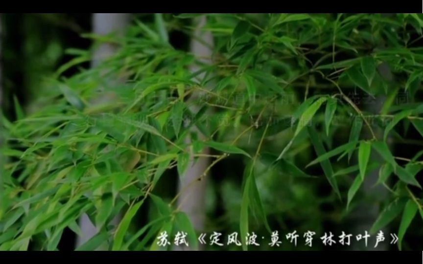 古词诵读《定风波·莫听穿林打叶声》