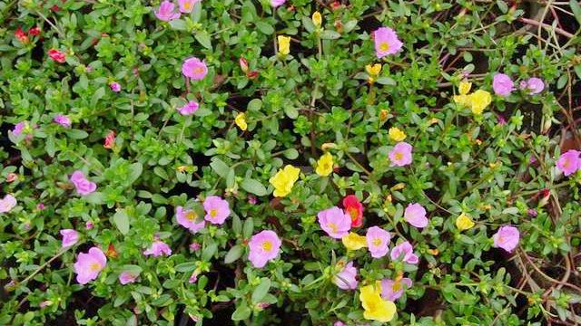 80岁老中医给我2个治疗痔疮的老偏方,7天见效,太神奇了