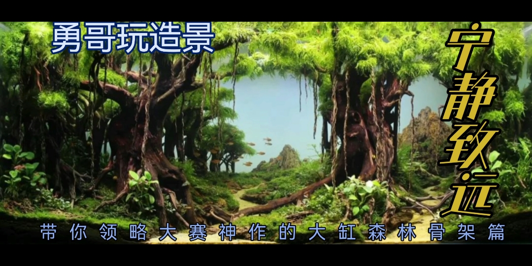 勇哥玩造景《宁静致远带你领略大赛神作的大缸森林骨架篇》