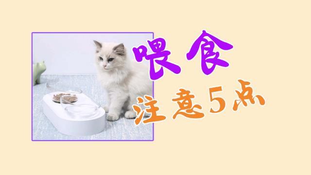 给猫咪喂食,需要注意这五点,食物中毒严重会导致死亡
