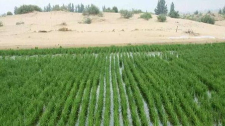 央视传来大消息!新疆沙漠种植"海水稻"成功收割!真是太厉害了