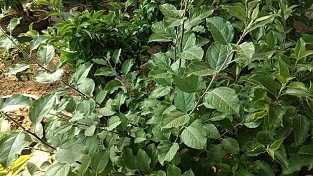 不用药剂如何通过管理达到苹果树控旺的目的呢?一起来分享一下!