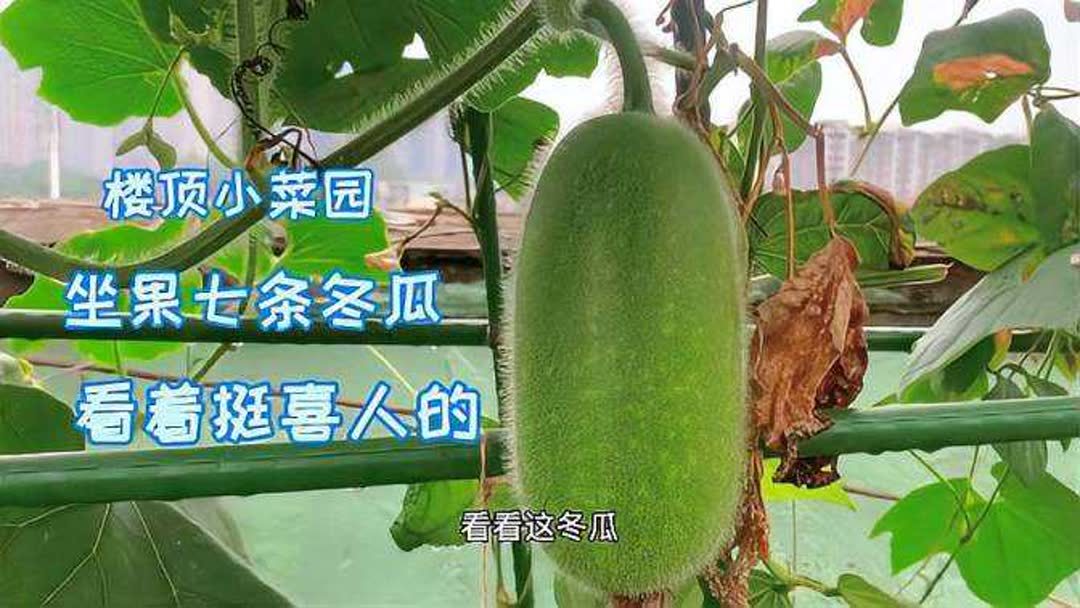 楼顶菜园.几根藤一共挂了7个冬瓜.我看有些还在开花挂果.很是喜人