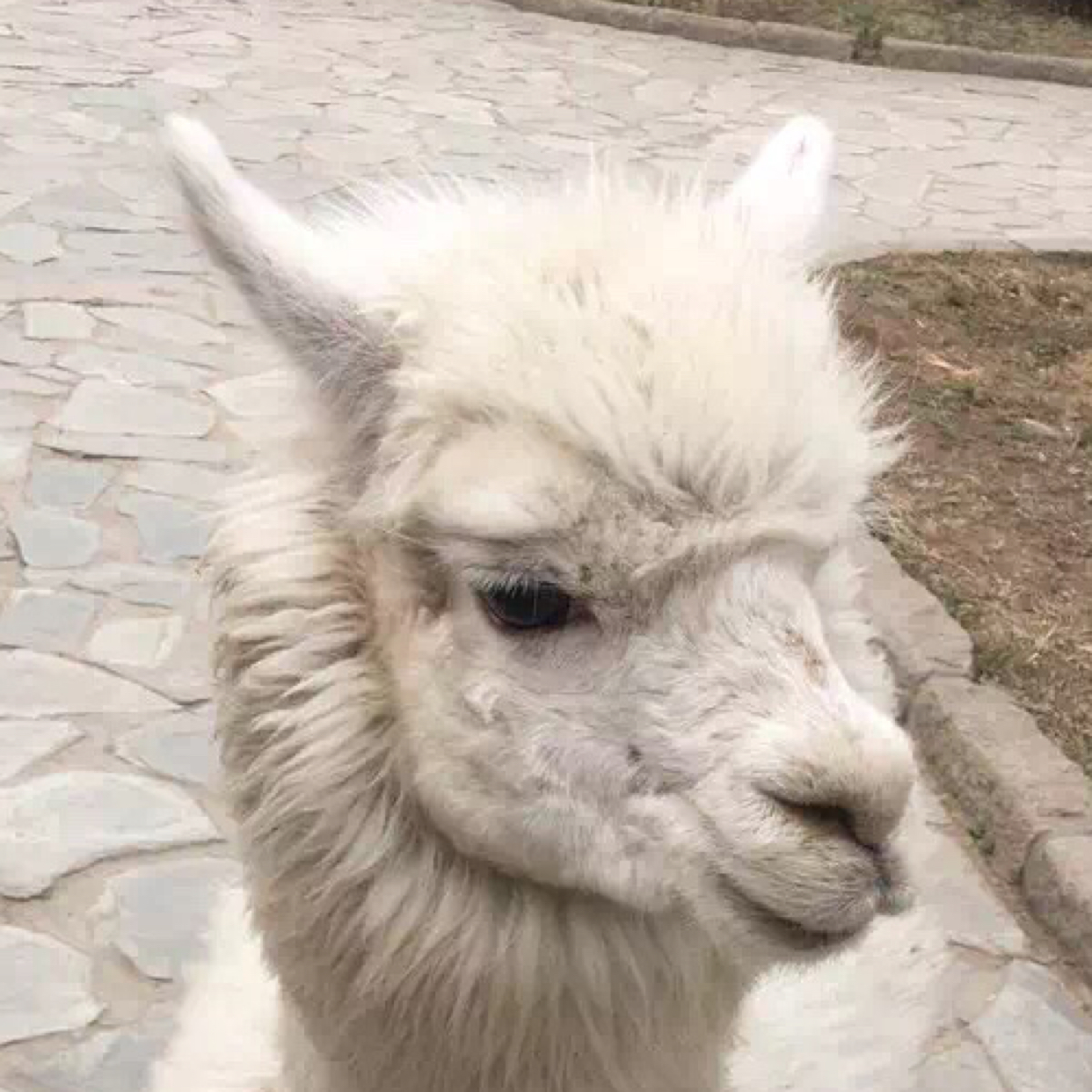 拾五只羊驼 