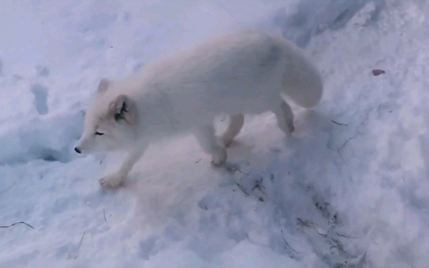 【动画参考】北极狐走路动作(慢镜)