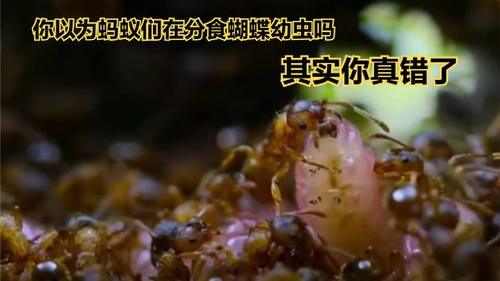 蚂蚁在路边捡到一只蝴蝶幼虫,搬回家竟然不吃,那它究竟想干嘛