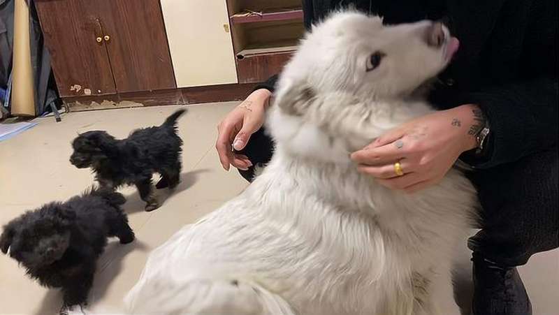 大狗见小狗被主人惩罚,立马过来跟主人吵架,画面太逗笑得我肚疼