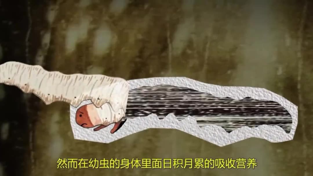 冬虫夏草有什么功效与作用呢?学会食用的方法,你看了就懂了很多