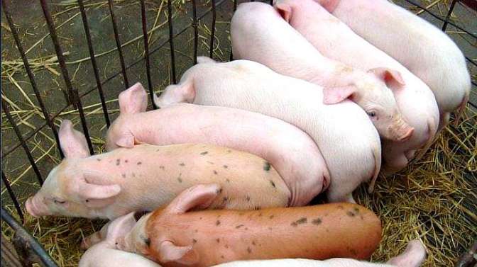 你知道农村小型养猪场该如何设计吗?送给你经济实用的好方法