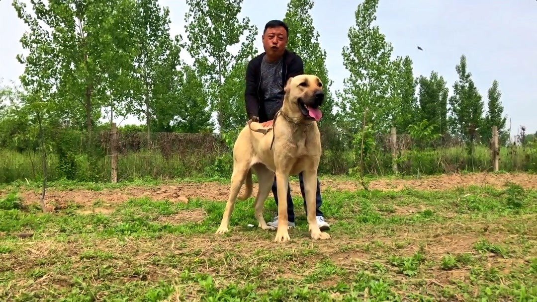 坎高犬是土耳其国宝犬,性格凶猛能分分钟咬死比特犬,来欣赏一下