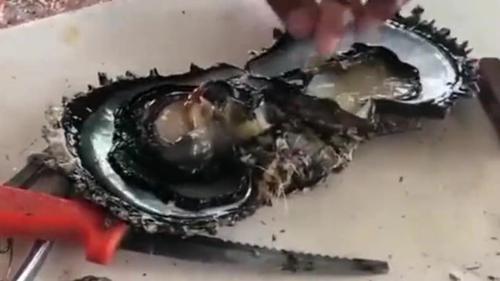这是一个多年的珍珠蚌,当打开后里面却是这样的,目前还没有发现珍珠!