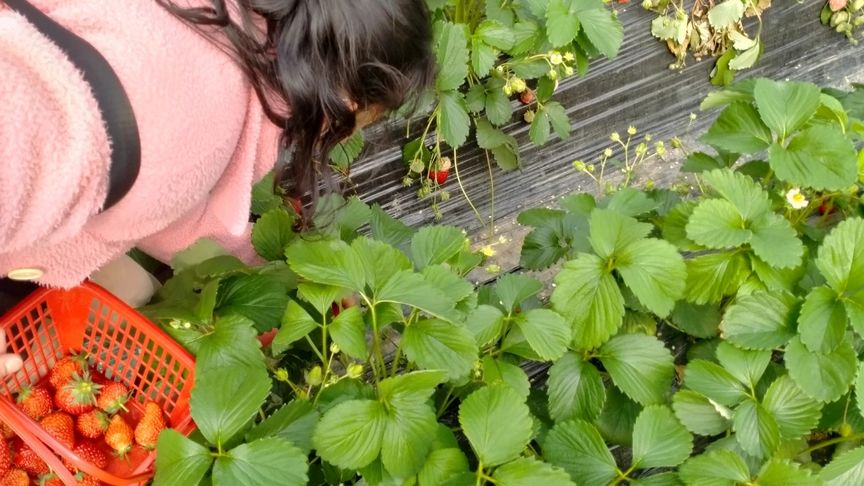 30块一斤的草莓,这价格比猪肉还贵,买不起了