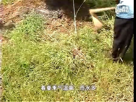 杨梅栽培管理技术-2.肥水管理
