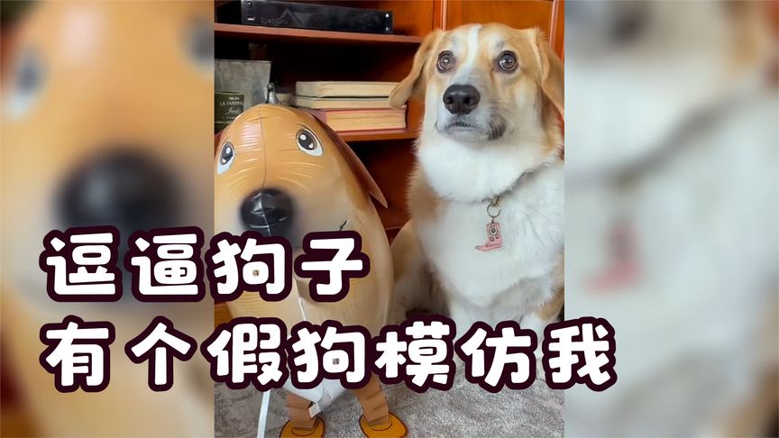 搞笑沙雕国外萌宠小动物爆笑合集系列【021】有个假狗模仿我