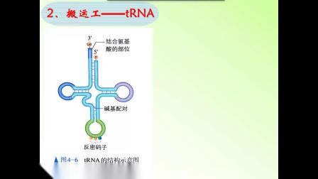 4.1 基因的表达(第2课时).mp4