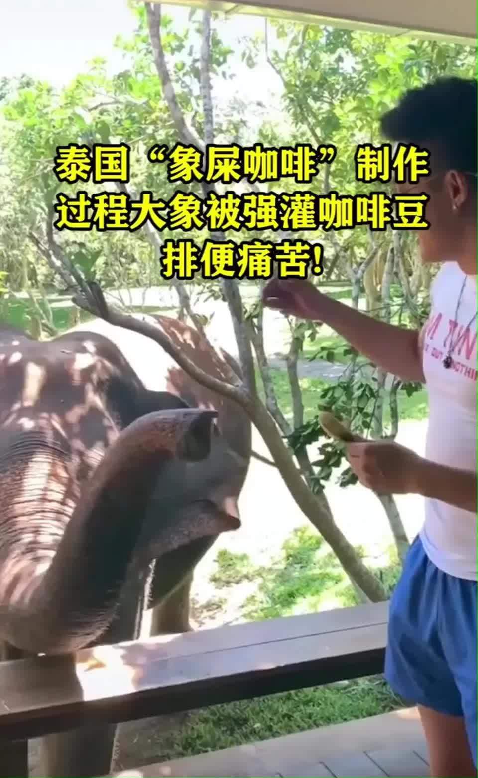 泰国"象屎咖啡"制作过程,大象被强行灌咖啡豆,排便痛苦!