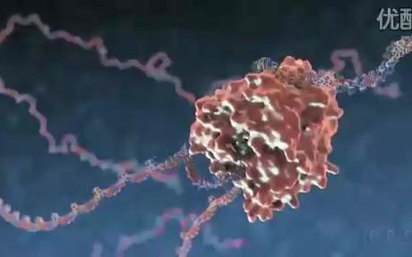 [生肉]流感病毒怎样入侵机体