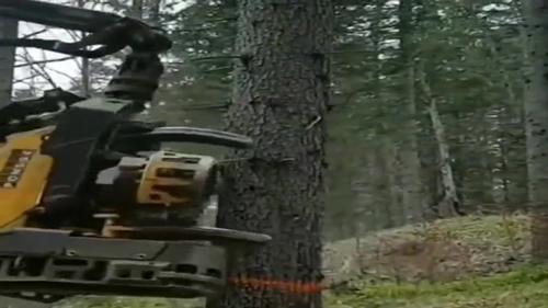 自从用了这项技术,砍树也变得简单多了,最重要的是安全!