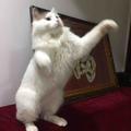 陈安北辰 