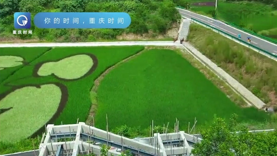 打卡新去处!重庆现多彩水稻栽种出巨型笑脸表情包