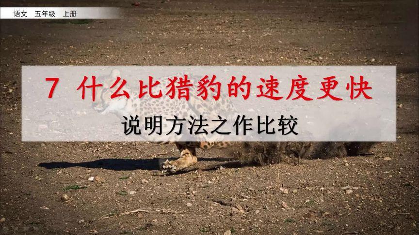五年级语文上册第二单元第三课——07——什么比猎豹的速度更快