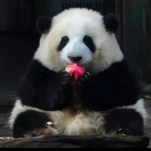 可可爱爱熊猫王国 