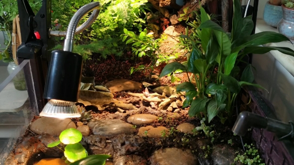 新手小白乌龟造景教程