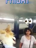 ...一主人记录下了自己背着柯基坐地铁出去玩的场景,回头率几乎百分百...