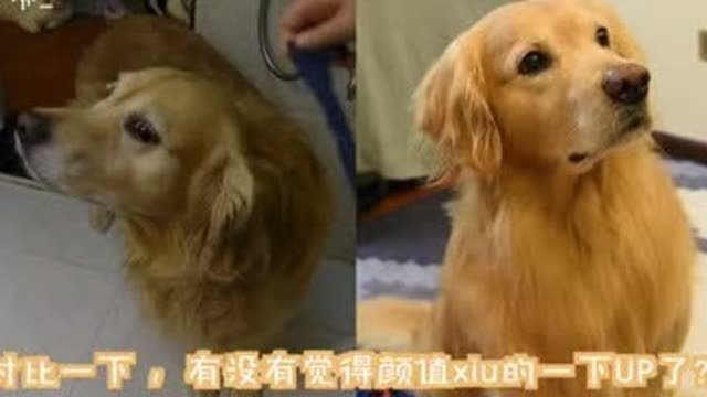 给狗子洗澡的正确方法
