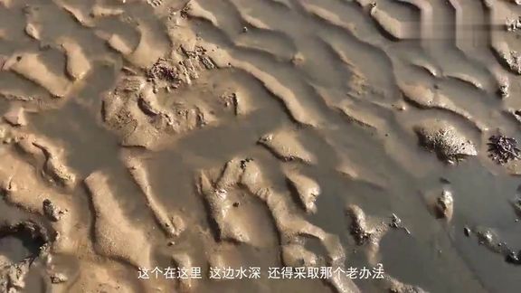 小伙去抓皮皮虾,这架势,直接徒手捡吧!