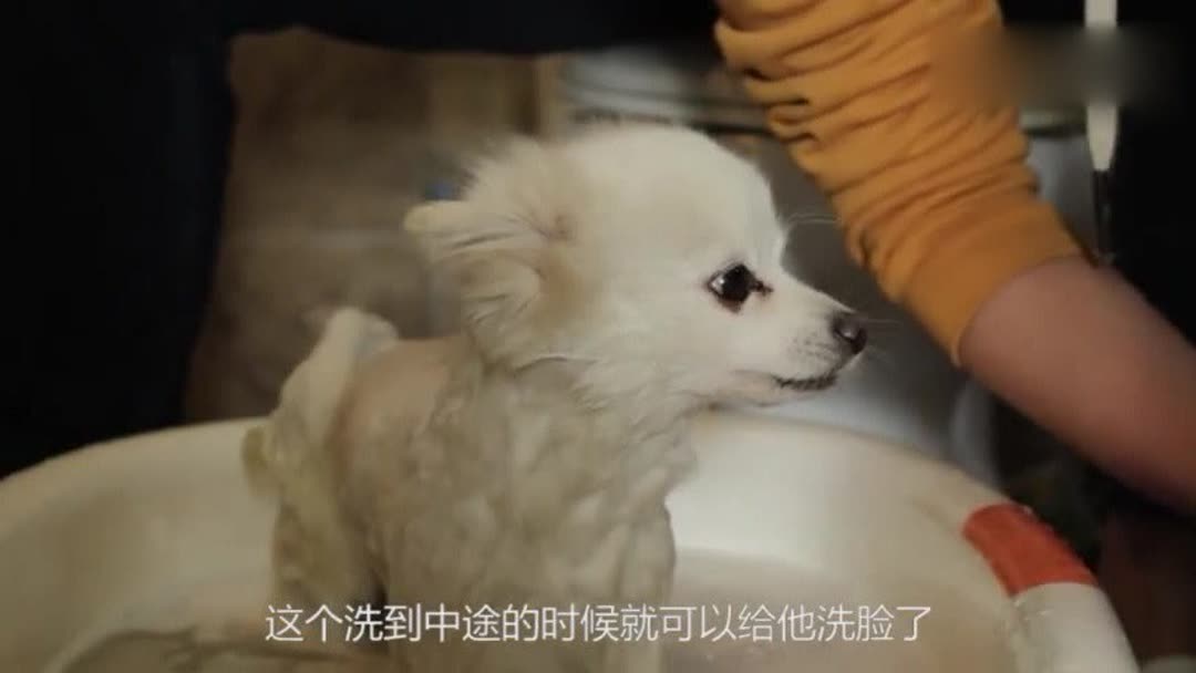 深度教学视频教你如何正确的给小狗洗澡