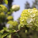 一掌年华，一树繁花 