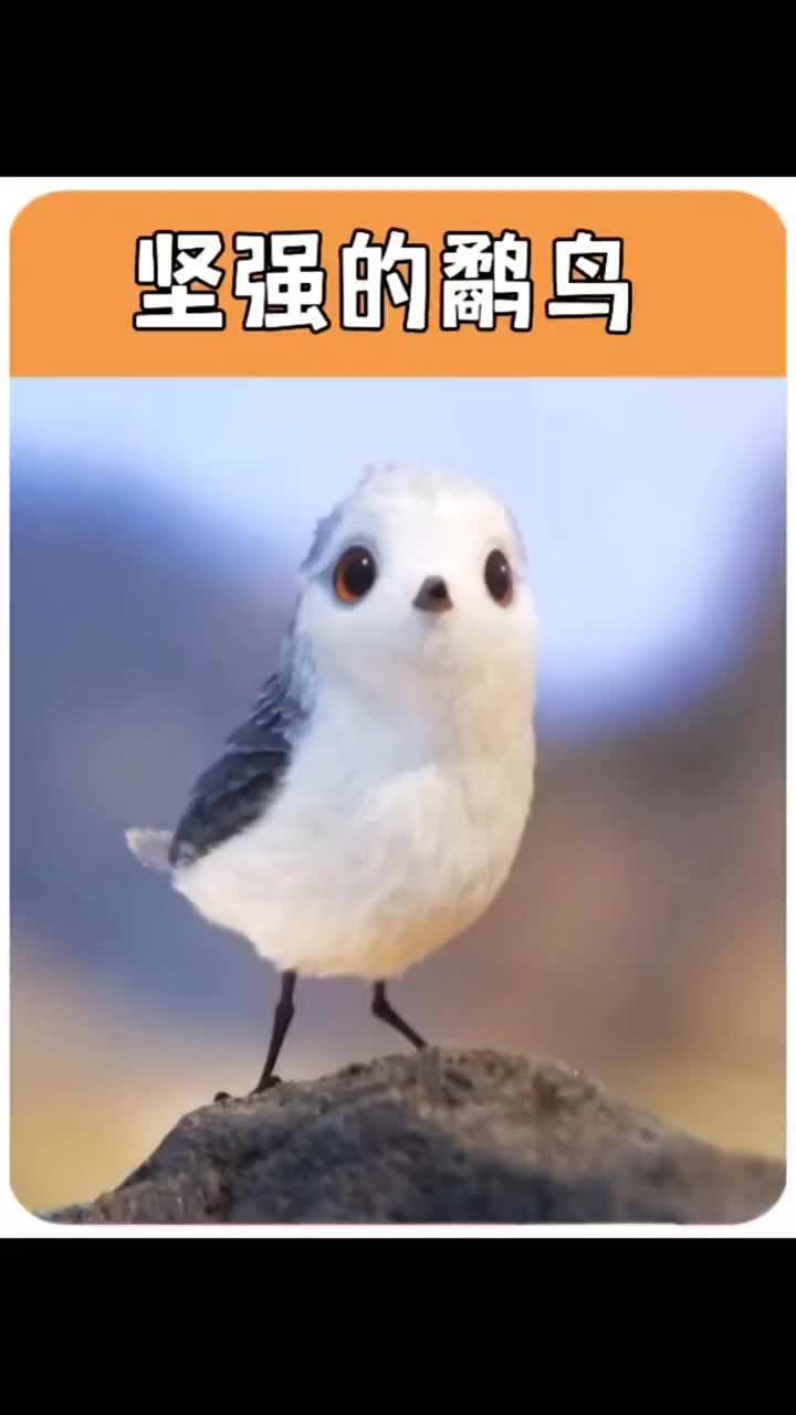 坚强的鹬鸟 动漫解说 治愈系动漫 动画短片