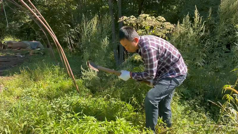 上山搭窝棚准备采松塔。张雪给我煮面吃,味道和家里不一样?