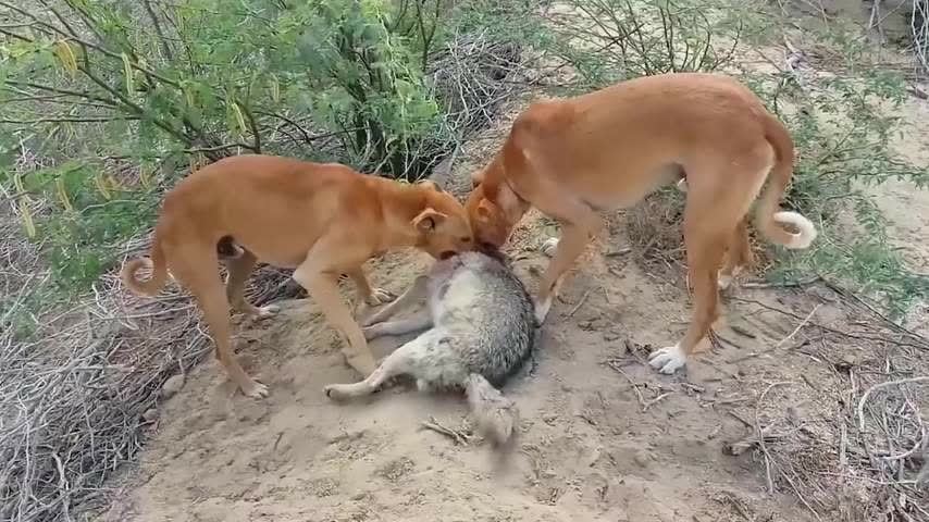 一头野狼活活被两只土狗咬死,咬住脖子一直不放,镜头记录全过程