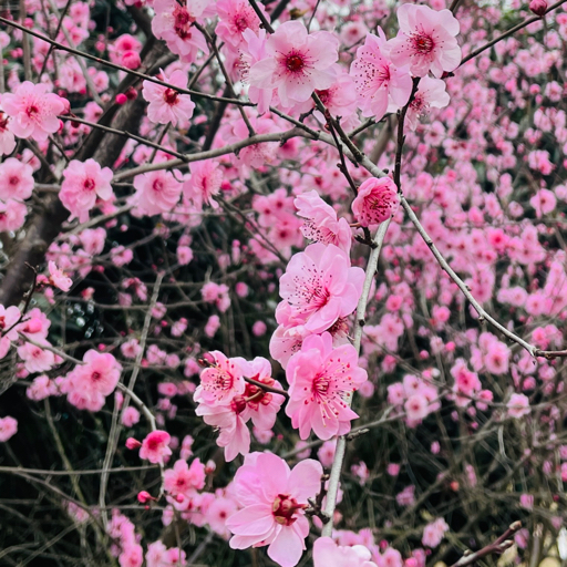 艾艾瑞巴卡 