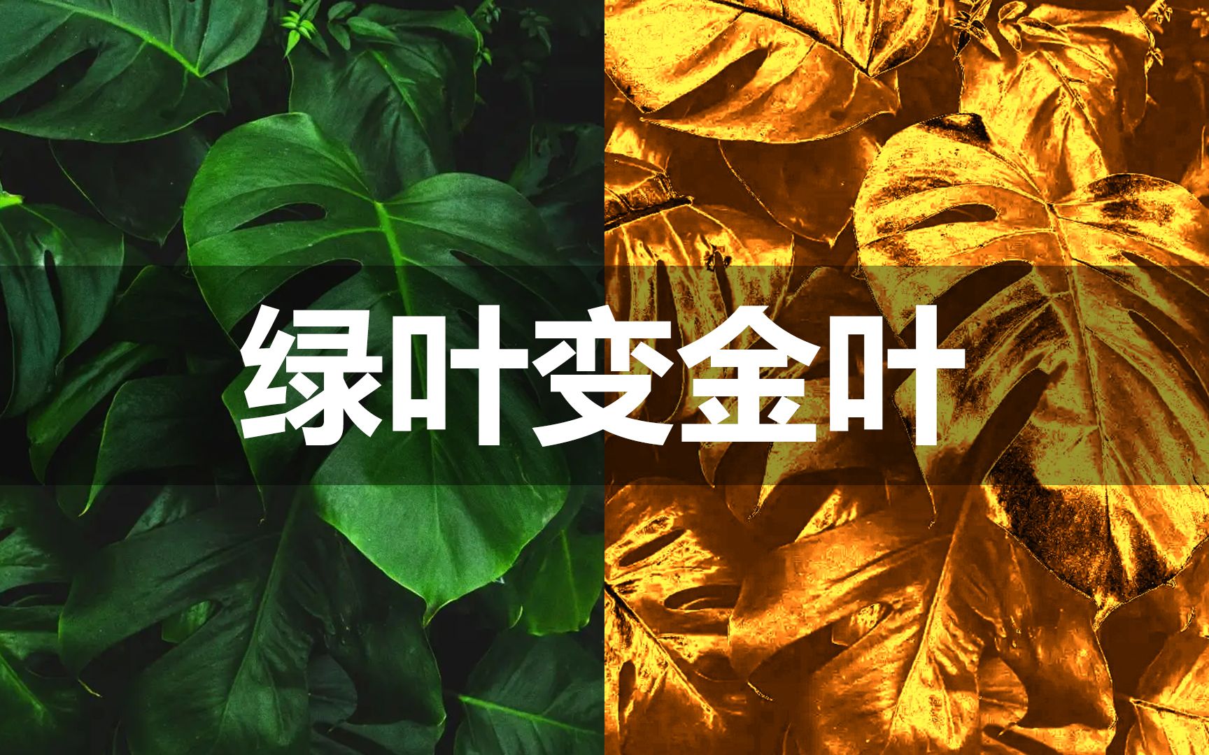 私信888,送ps教程。 ps教程 绿叶变金叶 #ps技能 #平面设计 #ps教程