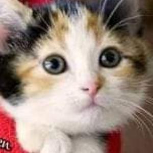 德语学习资料大全 